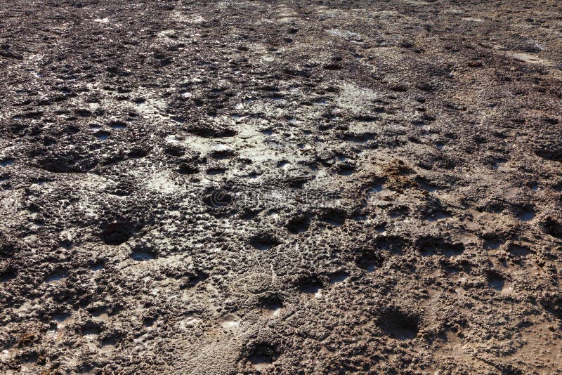 Mud Wet Surface with Wild Footprints Stock Image - Image of ground ...