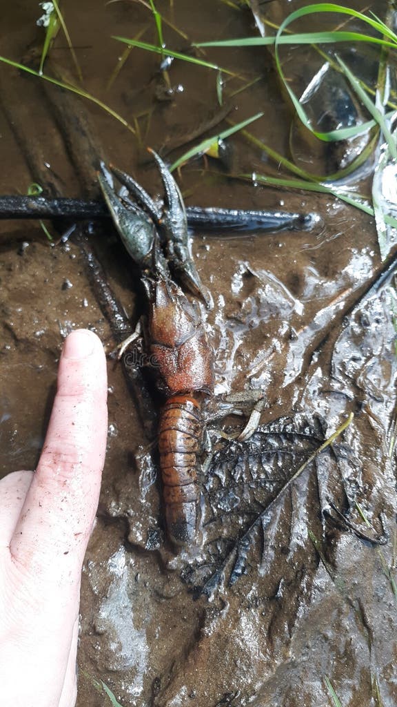 Mudbug stock image. Image of crayfish, water, mudbug - 159112685