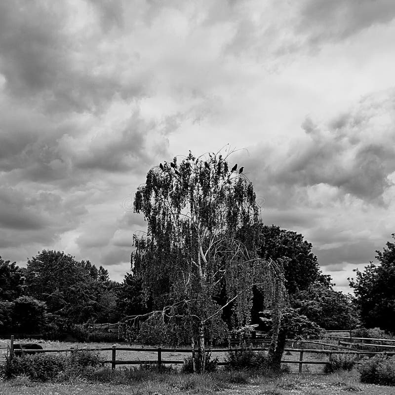 Mudchute Park and Farm stock photo. Image of canarywharf - 222442018