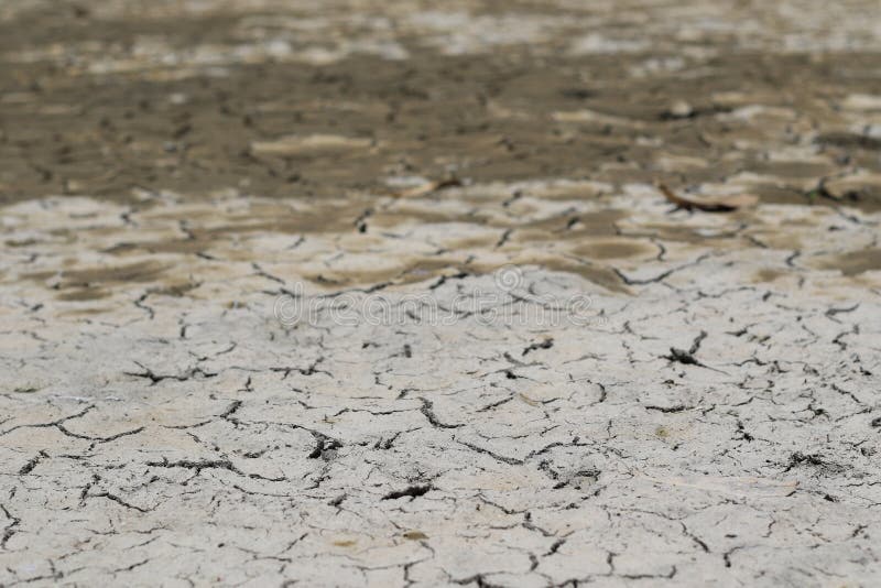 Mudcracks (summer) stock image. Image of cultivated, muddy - 61243447