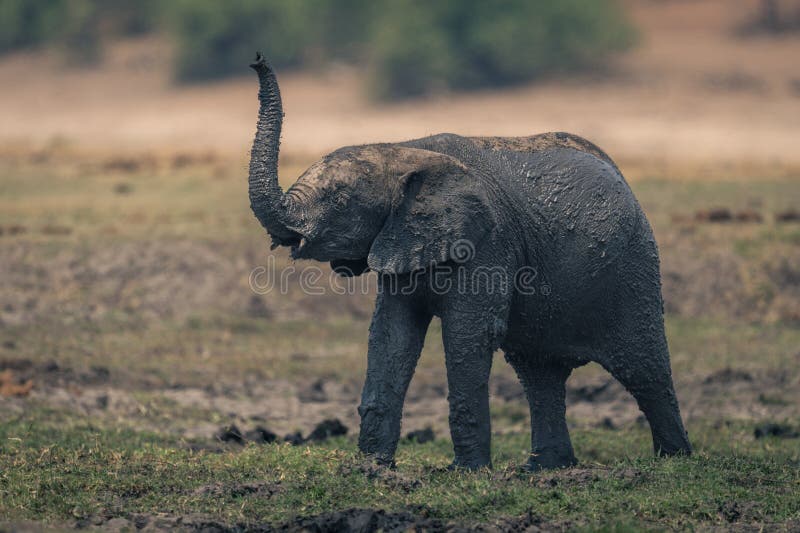 Muddy Baby African Elephant Stands Lifting Trunk Stock Image - Image of ...