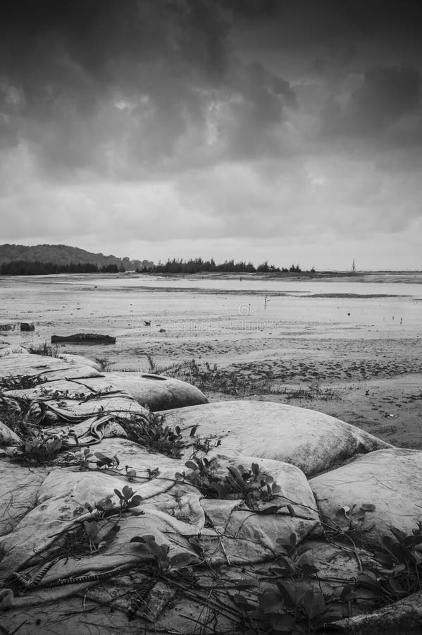 Muddy sea beach stock photo. Image of growing, beach - 53746358