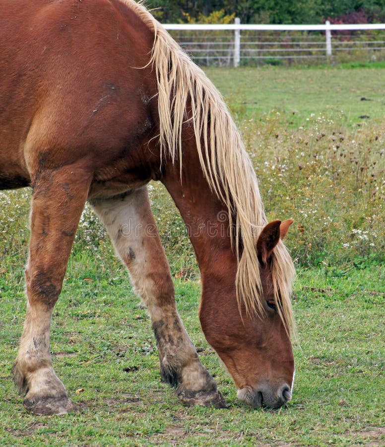 Muddy Belgian gelding stock photo. Image of equine, outside - 27191380