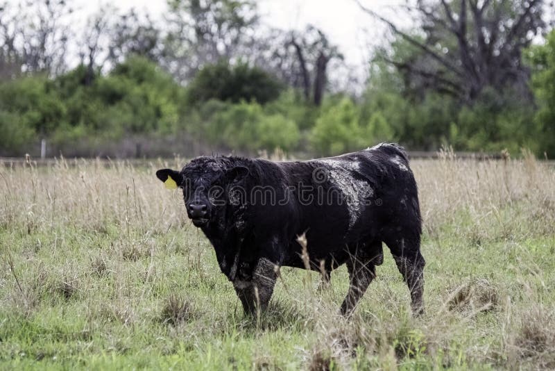 Muddy Black Angus Bull in Field Stock Photo - Image of ranch, pasture ...