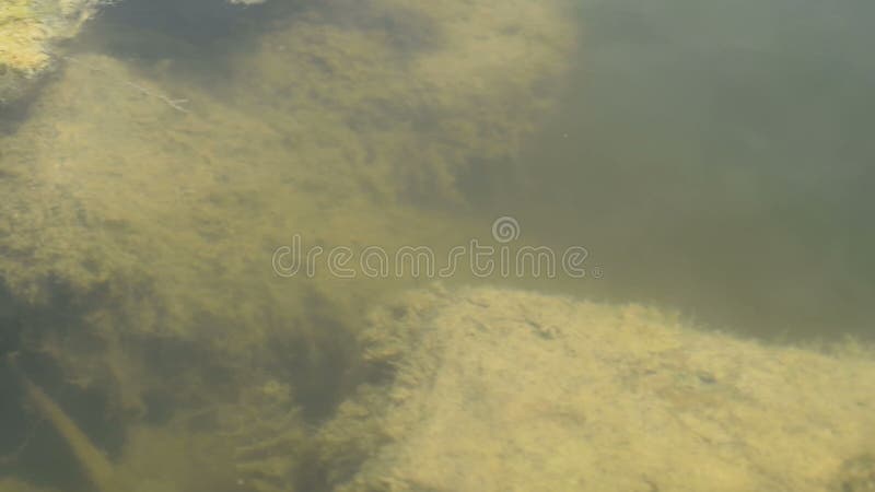 Muddy bottom of the lake stock video. Video of camera - 92405207