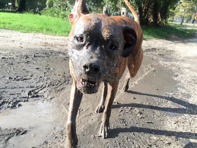 Muddy Boxer Dog Runs Toward the Camera Stock Image - Image of messy ...