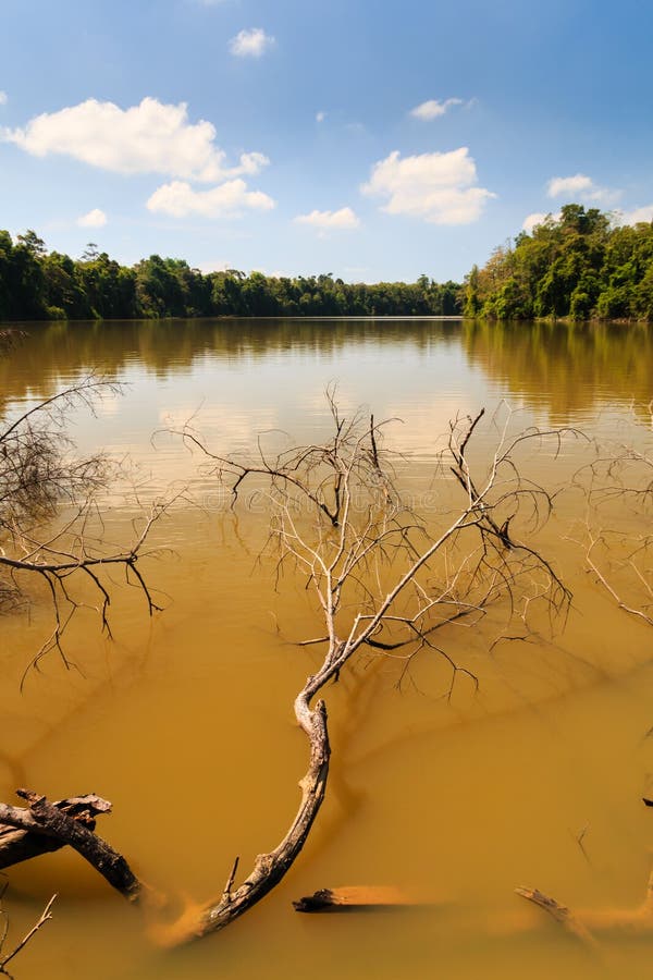 Muddy Lake Beyond Grasses And Trees Stock Photo - Image of reflection ...