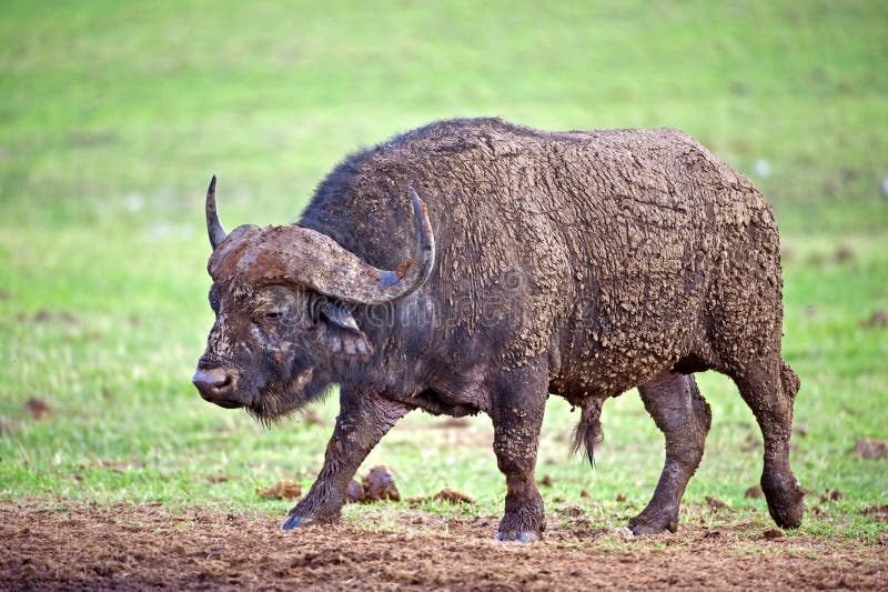 Muddy Buffalo stock photo. Image of savannah, male, fearless - 12145744