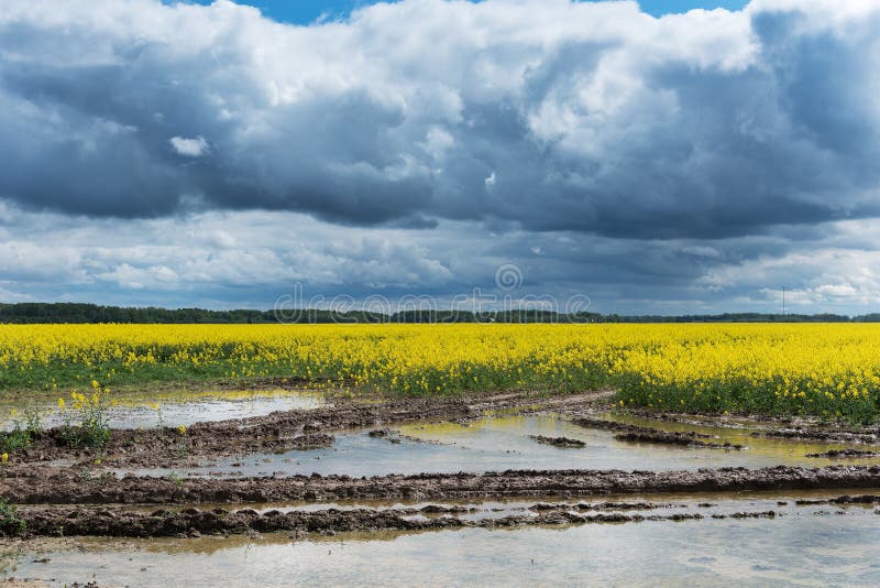 Muddy canola field. stock image. Image of earth, lawn - 71578623