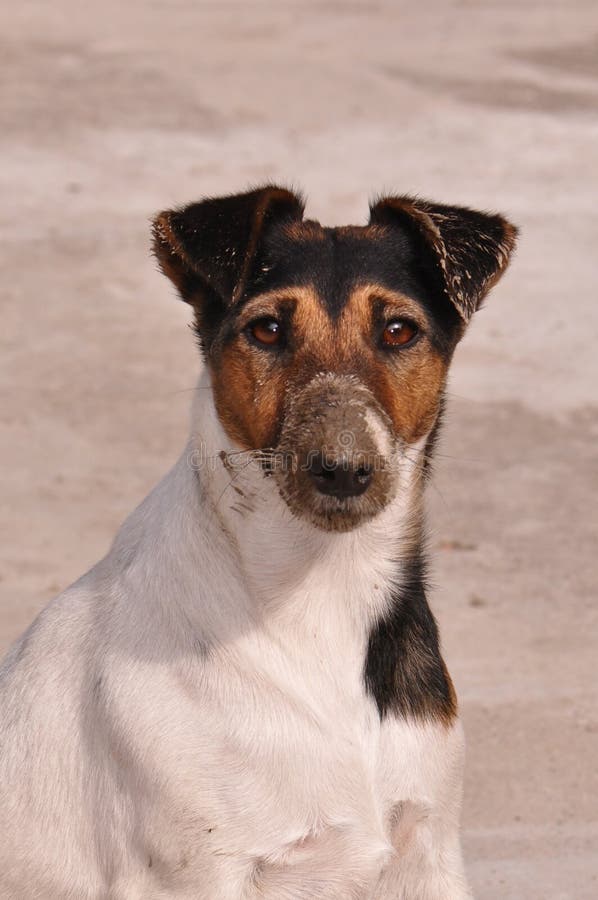 Muddy Dog stock image. Image of destroy, ball, happy - 102431677