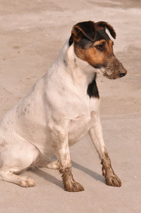 Muddy Dog stock image. Image of adorable, green, head - 102432167