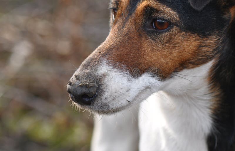 Muddy Dog stock photo. Image of fluffy, gardening, field - 109621476