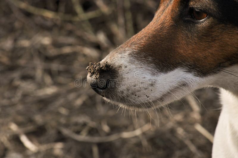 Muddy Dog stock image. Image of friend, garden, animal - 109621593