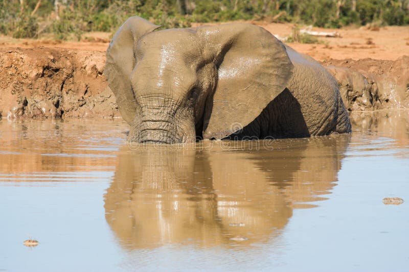 Muddy Elephant stock image. Image of reflection, mammal - 1515699
