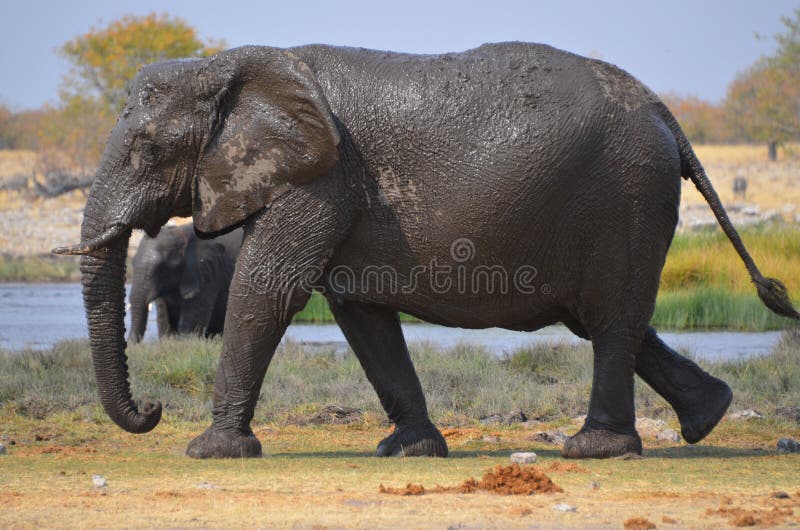 Muddy Elephant stock photo. Image of etosha, national - 29535374
