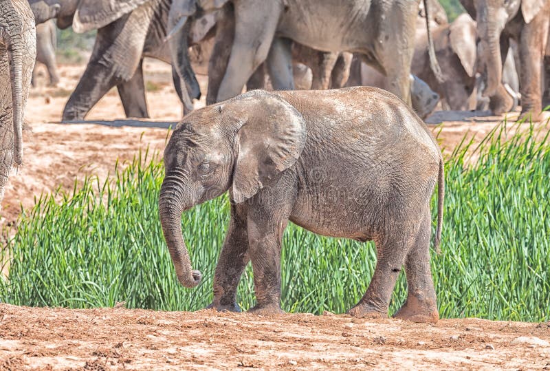 Muddy elephant calf stock photo. Image of sunny, wildlife - 69209012
