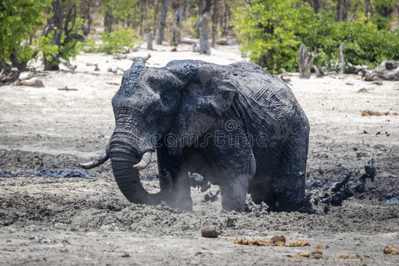 Muddy Elephant Close Up Portrait in Botswana, Africa Stock Image ...