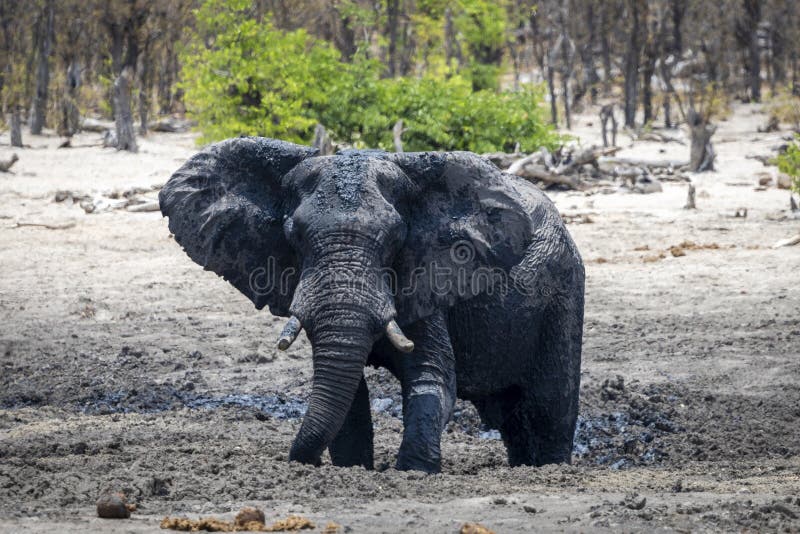 Muddy Elephant Close Up Portrait in Botswana, Africa Stock Image ...