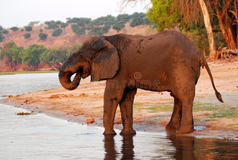 Muddy Elephant profile 3 stock photo. Image of safari - 7223554