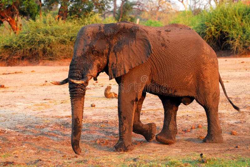 Muddy Elephant profile stock image. Image of muddy, stepping - 7222857