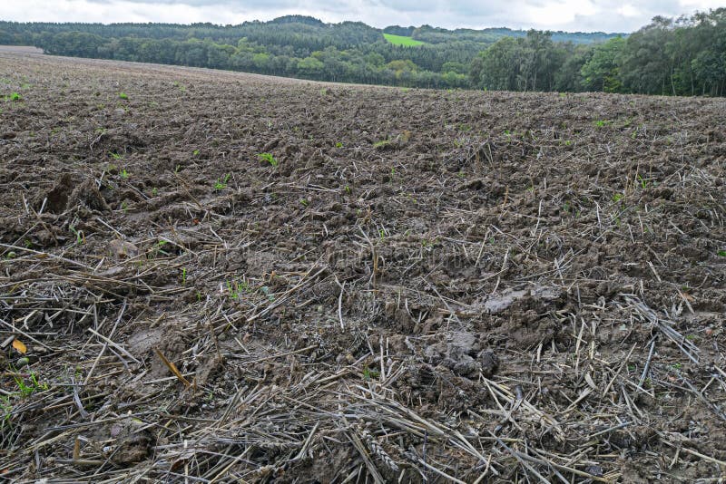 Muddy Field of Stubble after the Harvest Stock Image - Image of earth ...