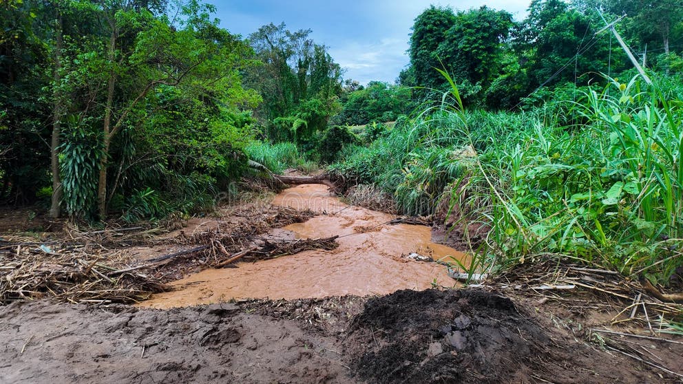 Muddy Flash Flood Stream with Debris in Forest Stock Photo - Image of ...