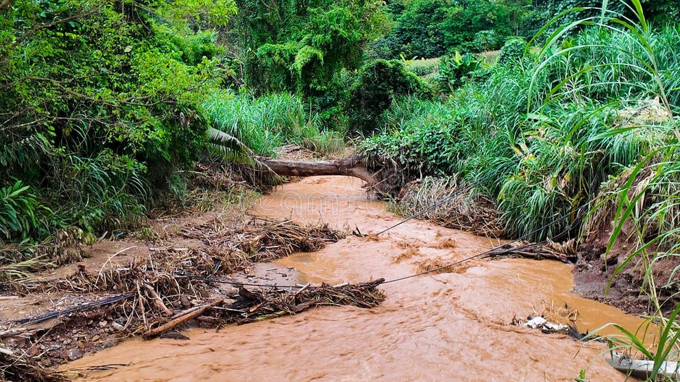 Muddy Flash Flood Stream with Debris in Forest Stock Photo - Image of ...