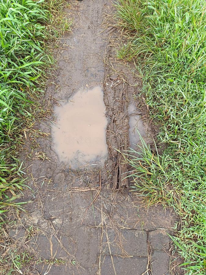 A Muddy Footpath with a Small Puddle and a Wooden Plank Partially ...