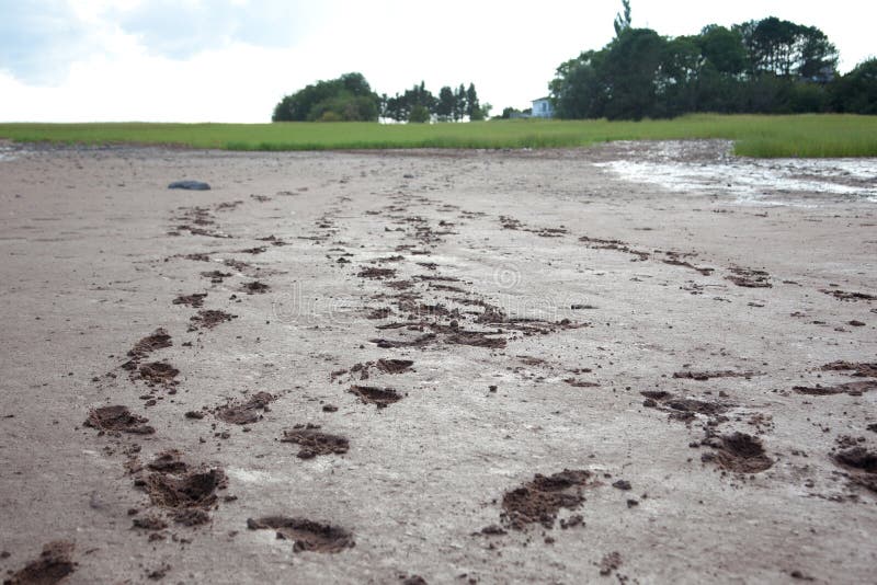 Muddy footprints stock image. Image of estuary, oily, footprint - 920629