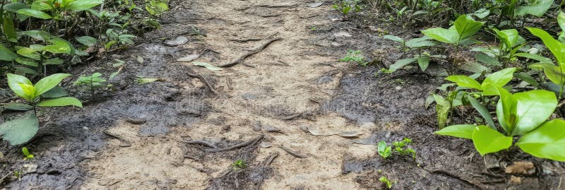 Muddy Forest Path with Exposed Roots and Lush Greenery in Natural ...