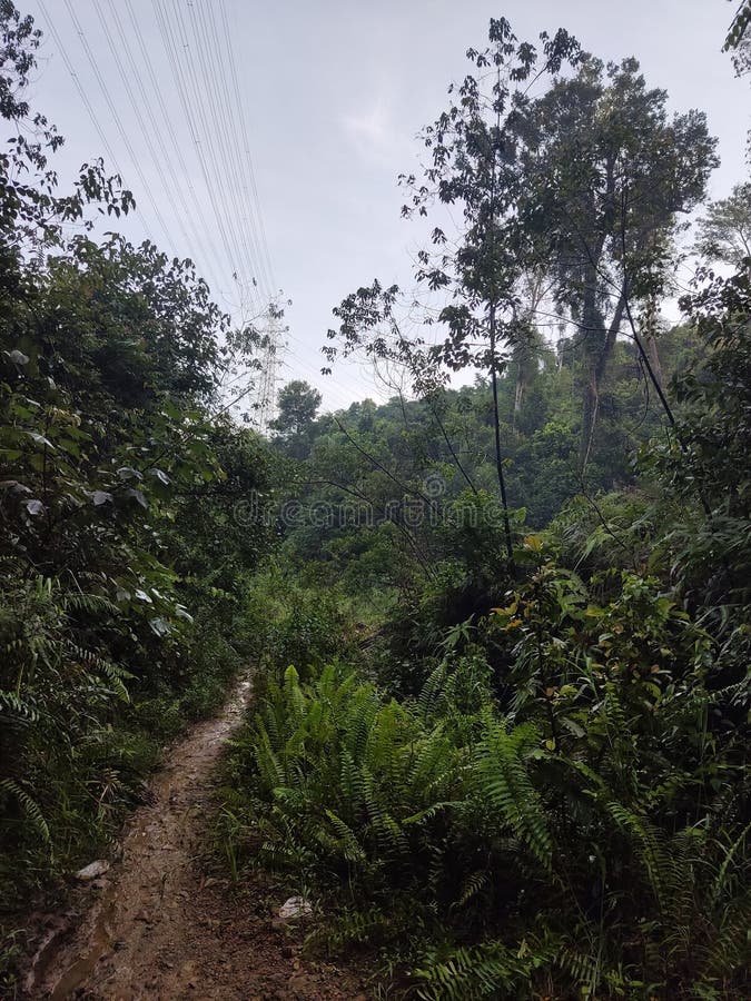 Muddy forest after rain stock photo. Image of sunlight - 233194356