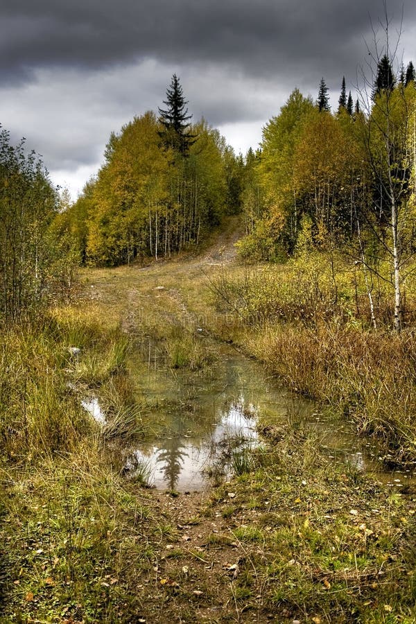 Muddy forest road stock photo. Image of watery, tree, road - 7018322