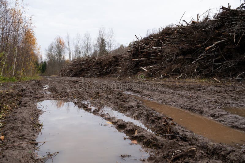 A Muddy Forest Road in Autumn with a Huge Ridge of Branches after the ...