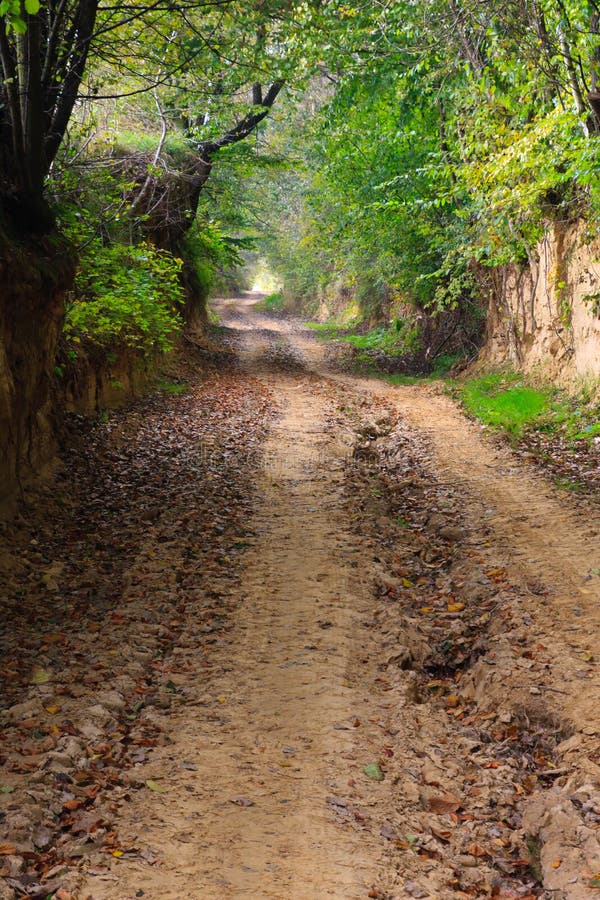 Muddy Forest Road in Autumn in Ravine Stock Image - Image of beautiful ...