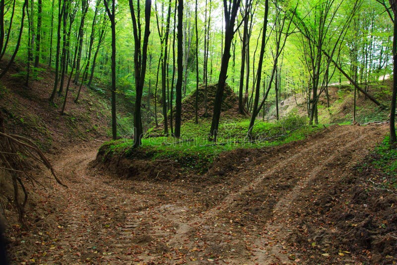 Muddy Forest Road in Autumn in Ravine Stock Photo - Image of trip ...