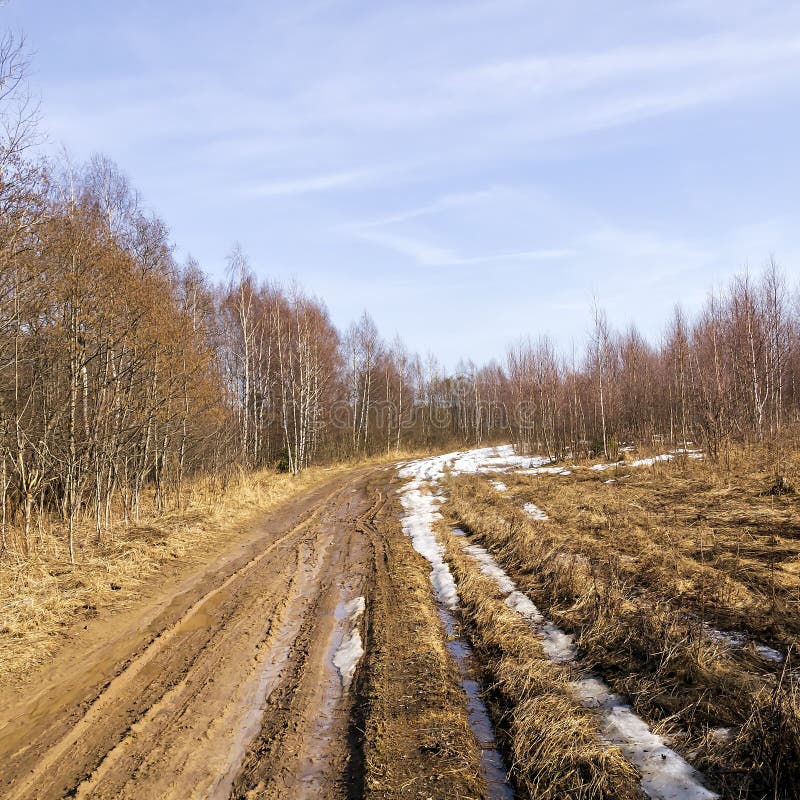 Muddy forest road stock photo. Image of ground, earth - 219267642