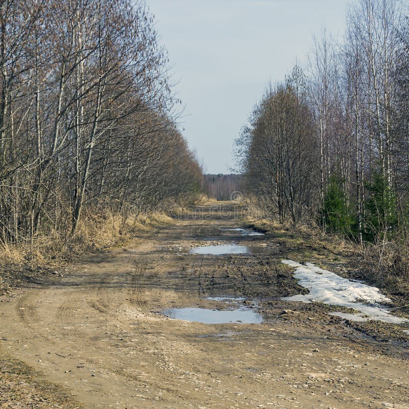 Muddy forest road stock photo. Image of ground, earth - 219267642