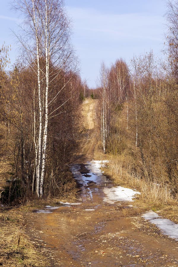 Muddy forest road stock photo. Image of muddy, ground - 218756122