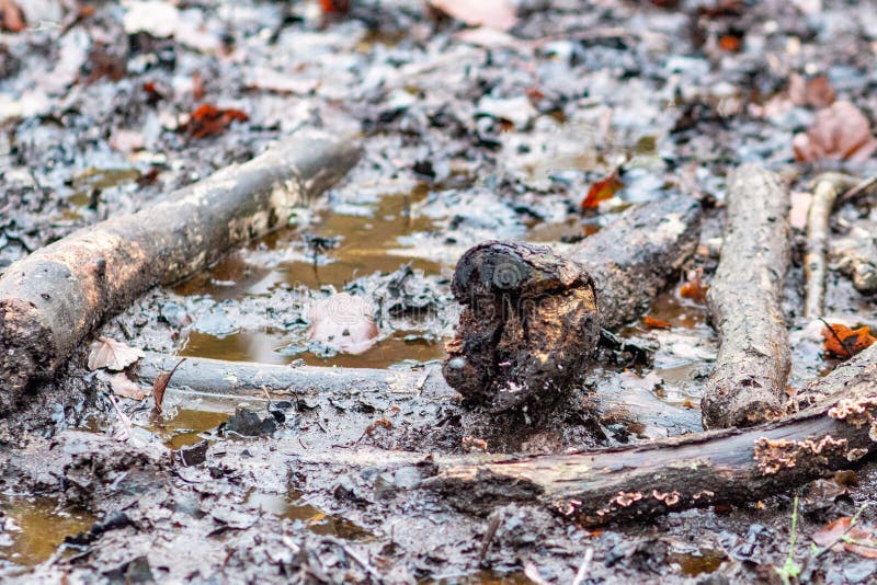 Muddy Ground Filled with Tree Branches Stock Image - Image of grey ...