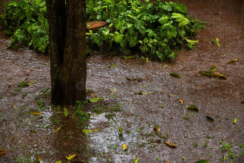 Ground Turned Muddy during Rain Stock Image - Image of environment ...