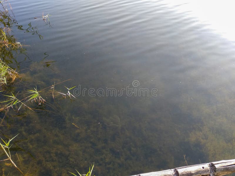 Muddy Lake Bottom with Algae through Clear Water Stock Photo - Image of ...