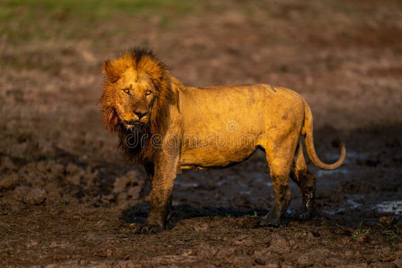 Muddy Male Lion Stands by Muddy Waterhole Stock Photo - Image of feline ...