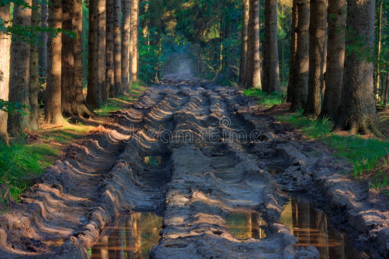 Muddy path stock photo. Image of travel, conditions, pine - 20843666