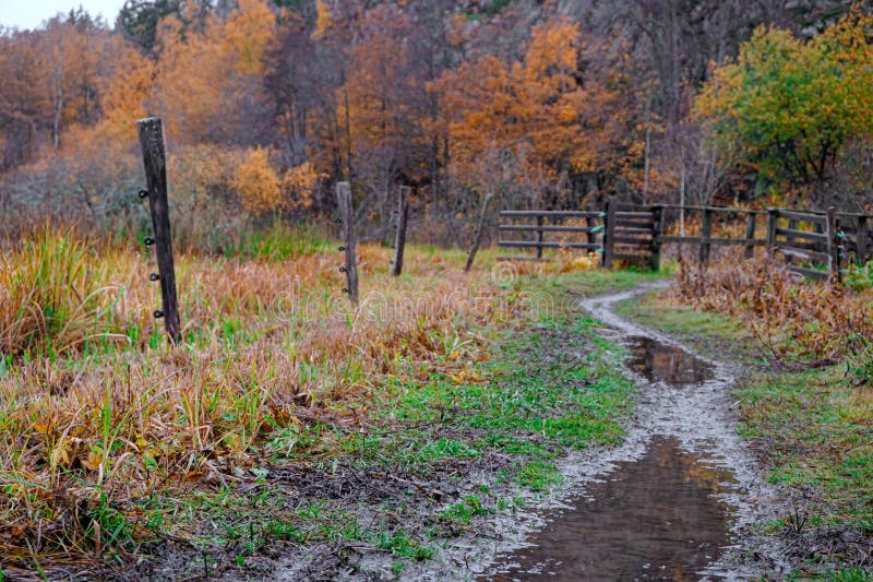 A Muddy Path Across the Field Stock Photo - Image of vegetation ...