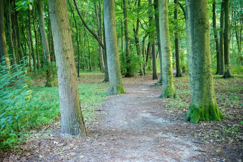 Muddy Path with Densely Packed Trees in Haagse Bos, Forest in Th Stock ...