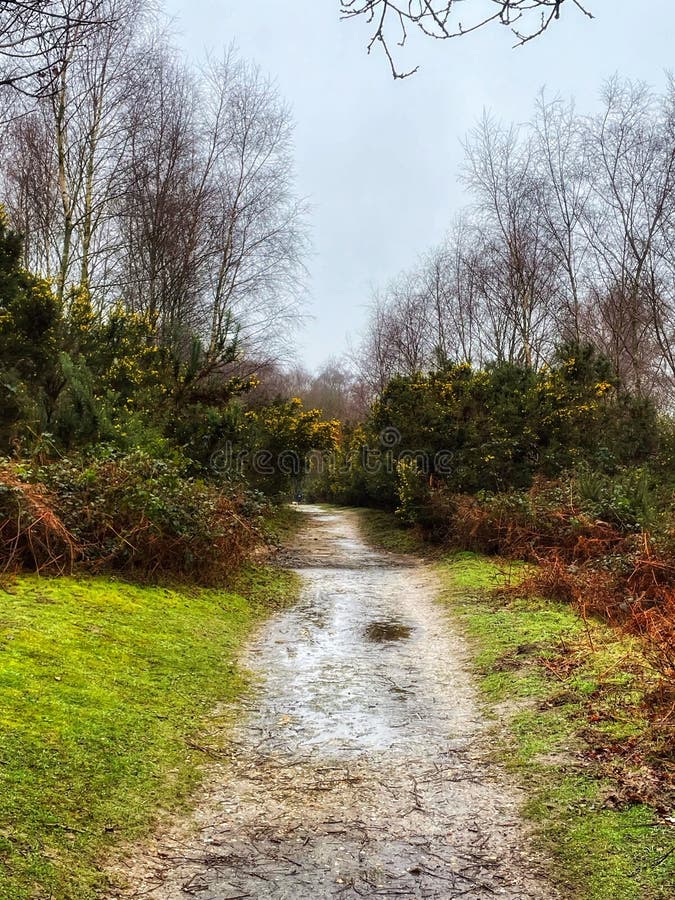 Muddy Path through Gorse Flowers Stock Photo - Image of lined ...