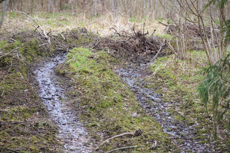 .a Muddy Path Leading through a Wooded Area with Mossy Ground and Dry ...