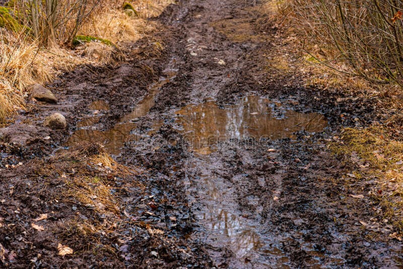 Muddy Path To River Bank Covered with Fallen Trees and Dried Vegetation ...