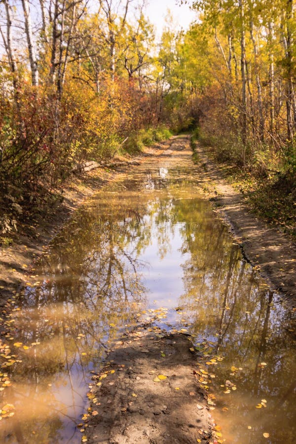 Muddy Path To River Bank Covered with Fallen Trees and Dried Vegetation ...