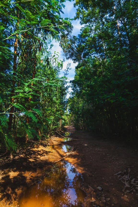 A Muddy Path or Trail Runs through a Dense Forest with Tall Trees and ...